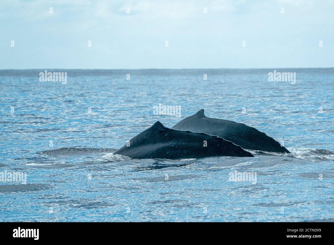 Humpback Whale Flippers