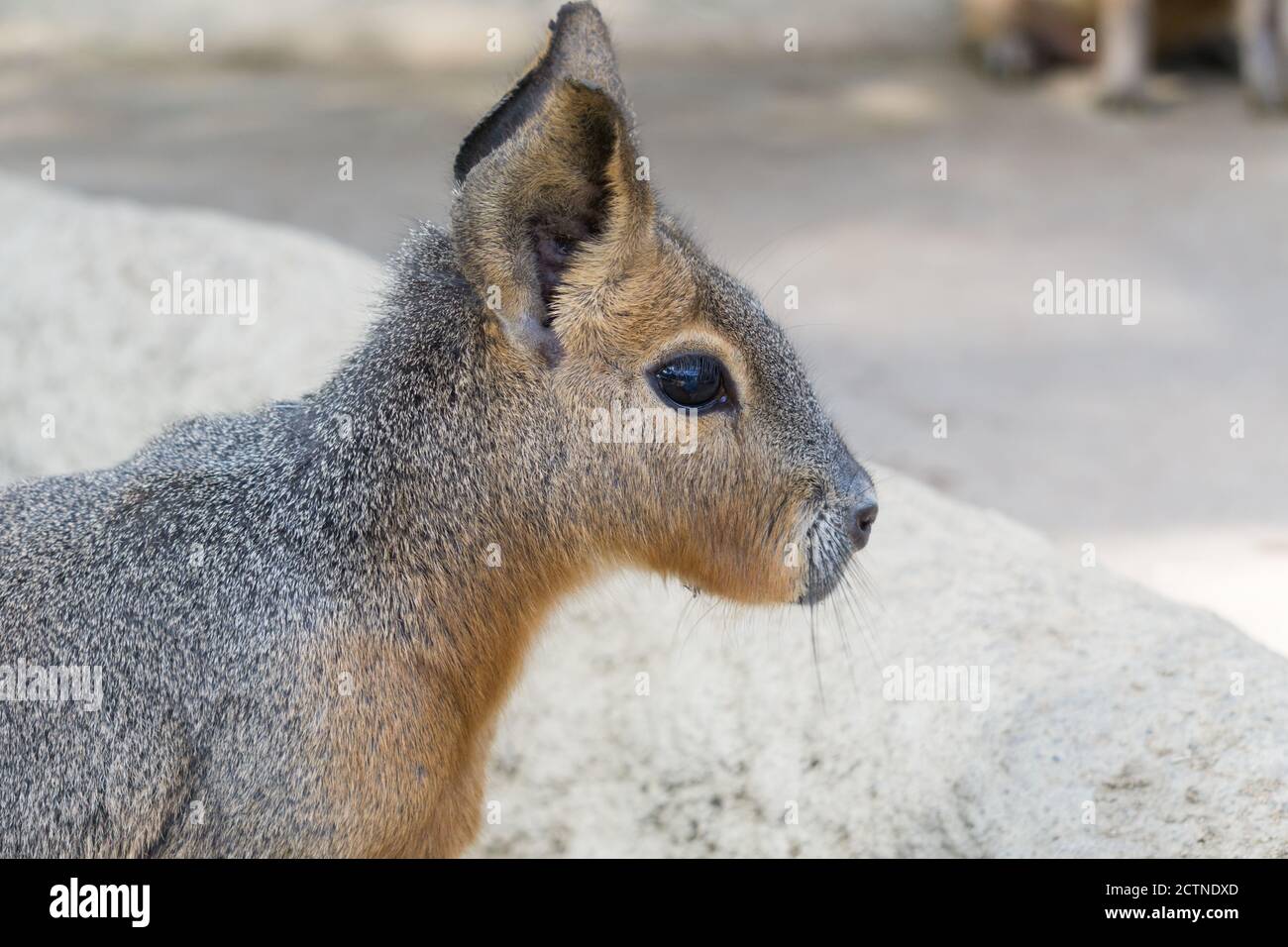 A small brown South American Patagonian Mara (Dolichotis patagonum ...