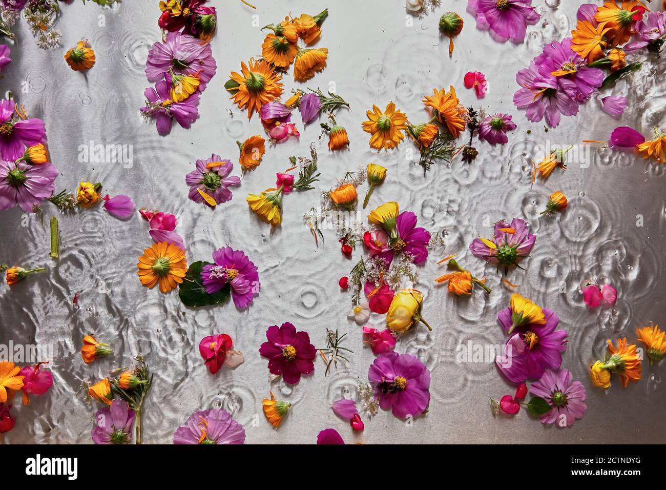 Top view of various flower petals and buds floating on water surface in ...