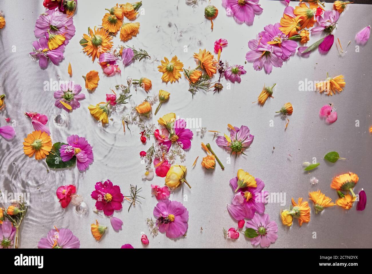 Top view of various flower petals and buds floating on water surface in ...