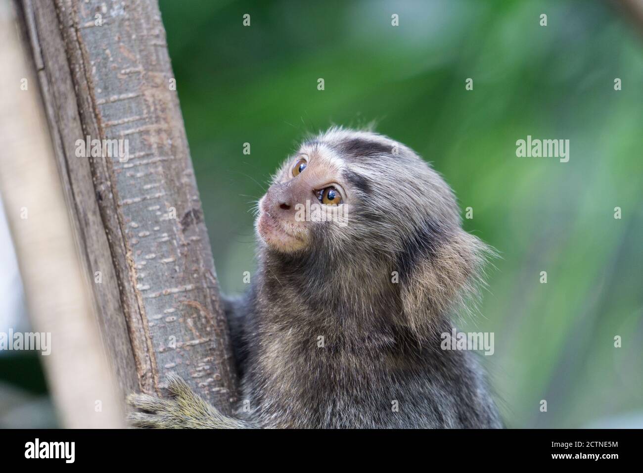 Sagoin hi-res stock photography and images - Alamy