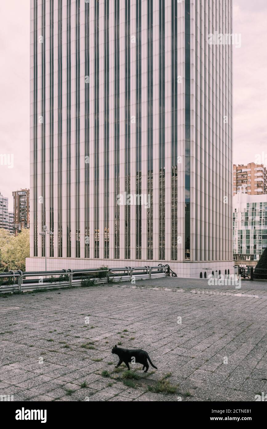 Cute homeless cat walking along shabby pavement on background of ...