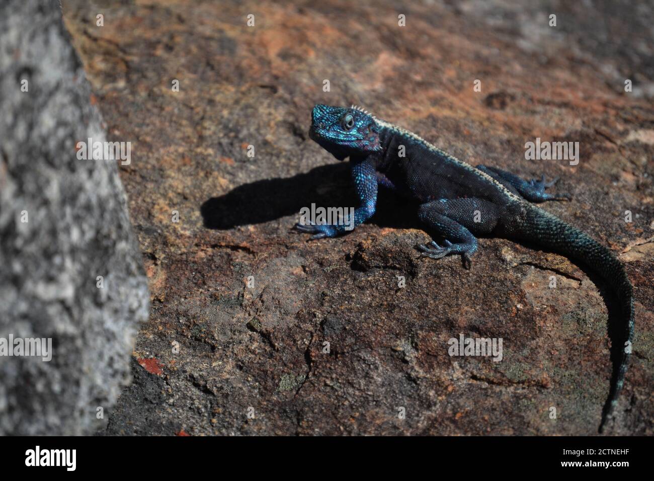 A Sassy lizard on a rock looking into camera Stock Photo - Alamy