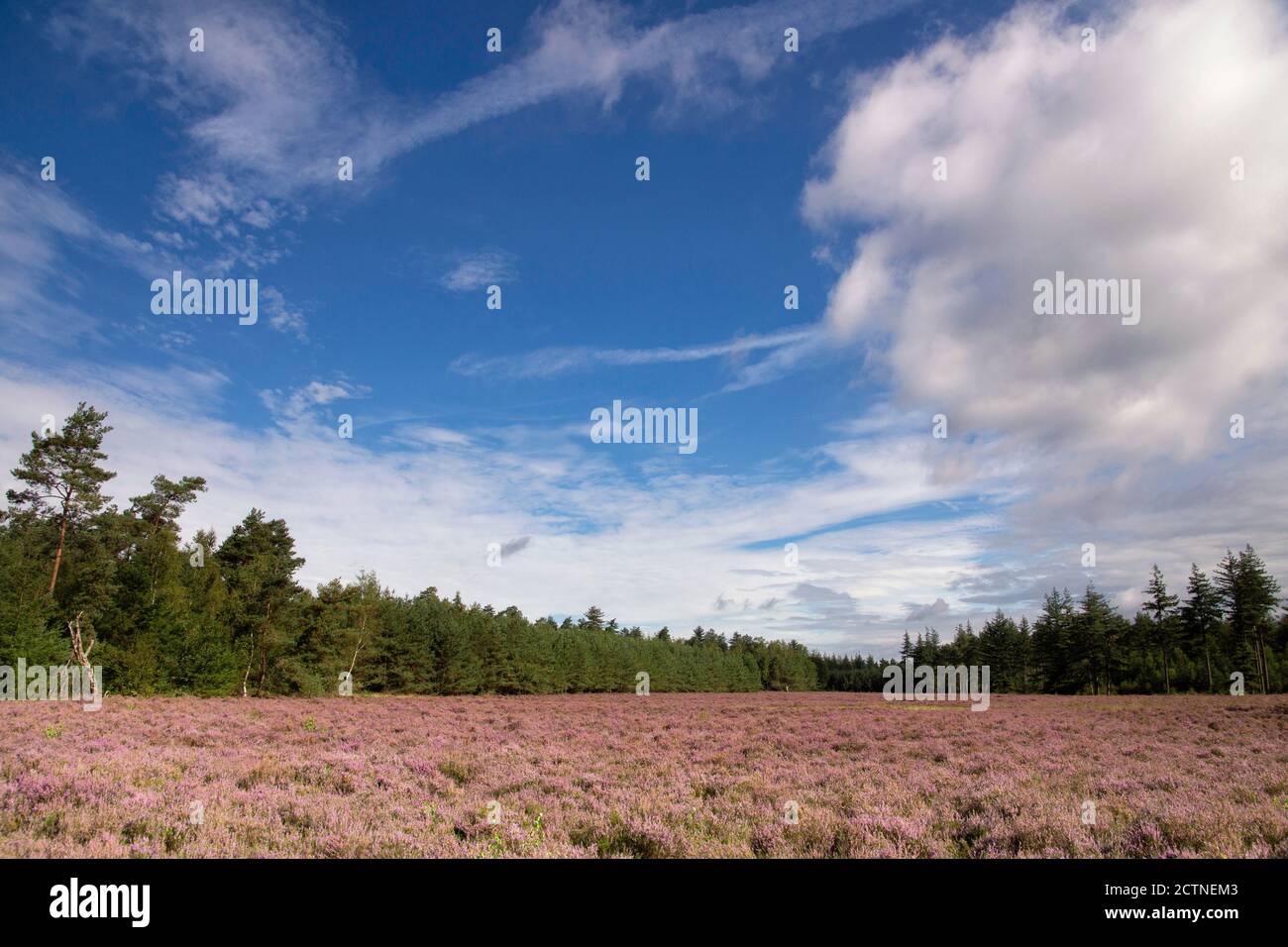 Heathland De Dellen Stock Photo - Alamy