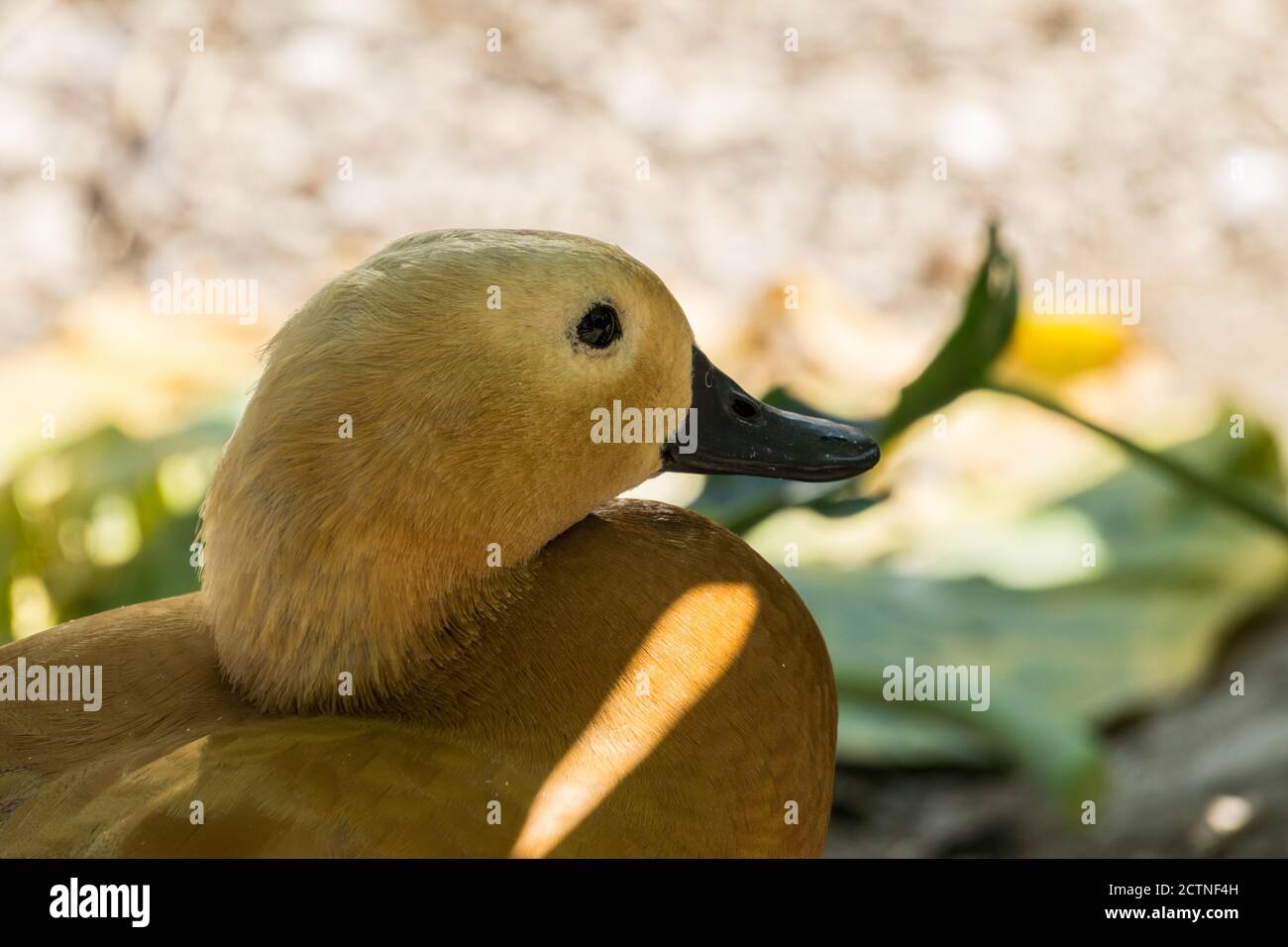 Ruddy Duck Zoo High Resolution Stock Photography and Images - Alamy
