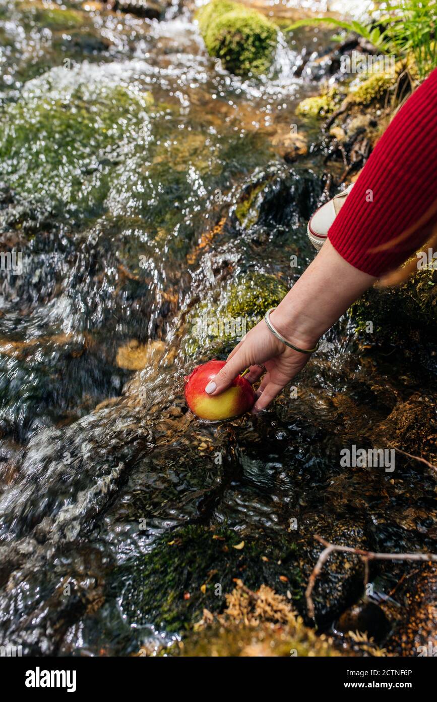High angle of unrecognizable female washing ripe apple in clean flow of ...