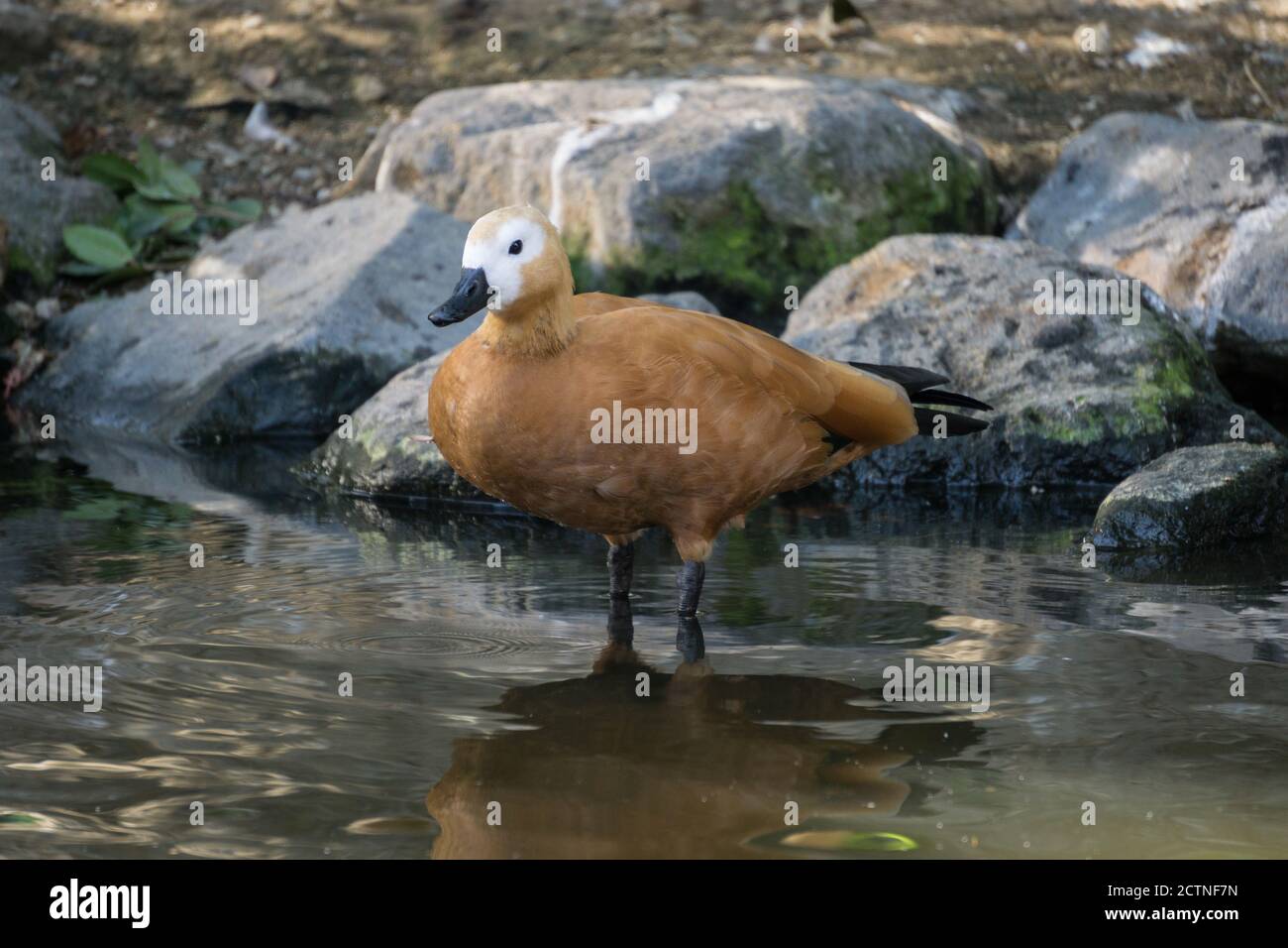 Ruddy Duck Zoo High Resolution Stock Photography and Images - Alamy