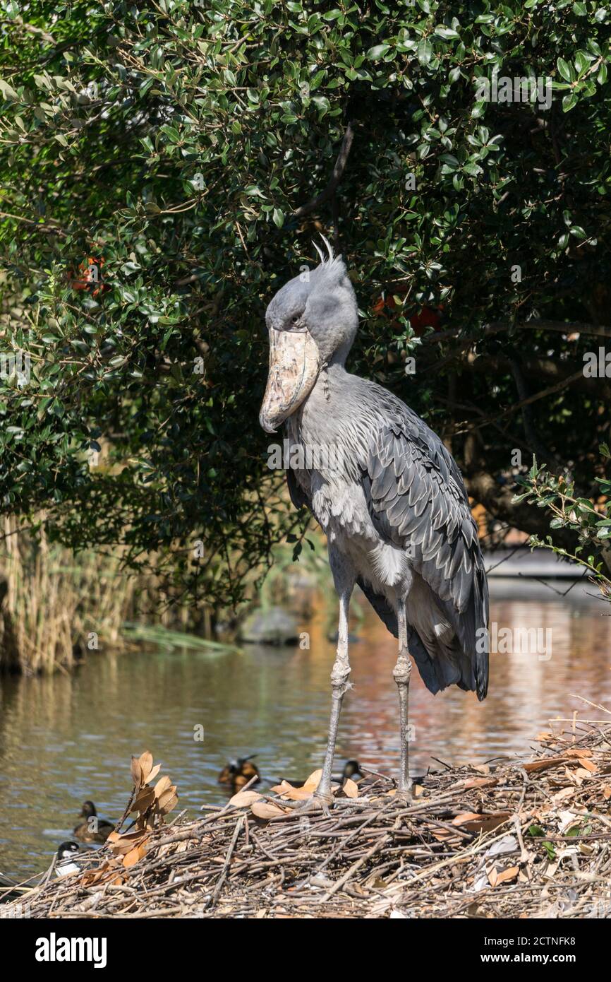 Big Headed Bird High Resolution Stock Photography and Images - Alamy