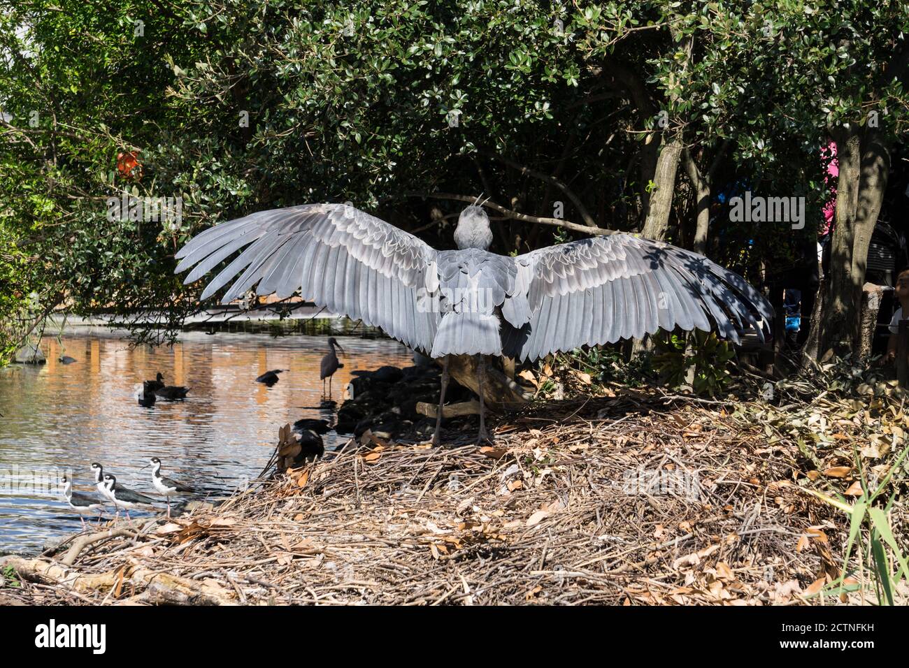 Grey stork hi-res stock photography and images - Alamy