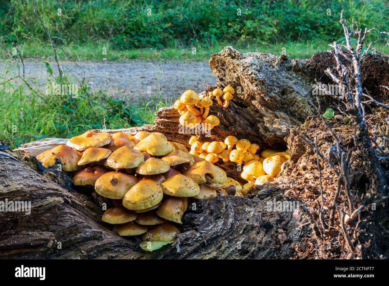 Mass of funghi growing on a dead tree, Savernake Forest Stock Photo - Alamy