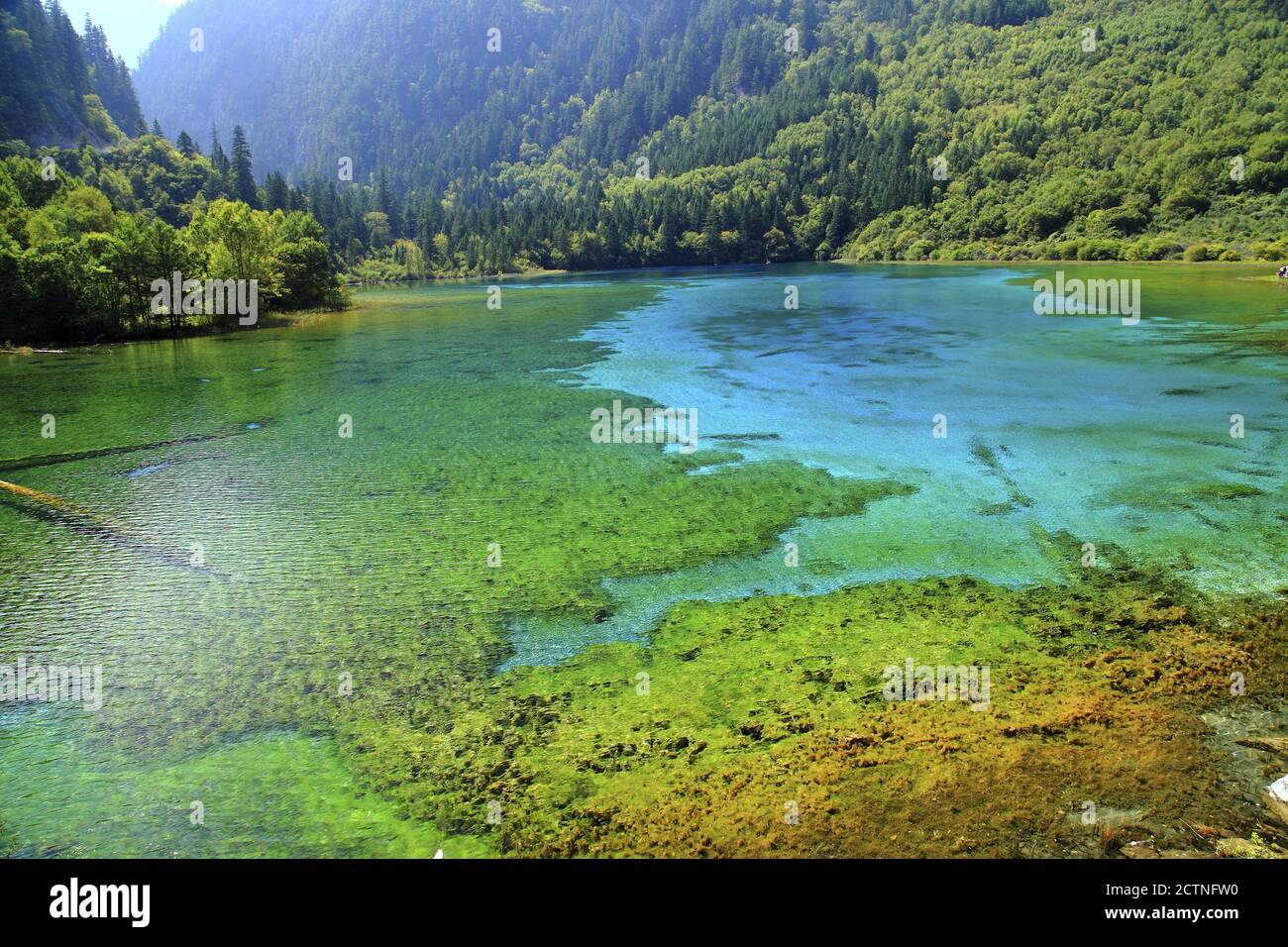 Five flowers hi-res stock photography and images - Alamy