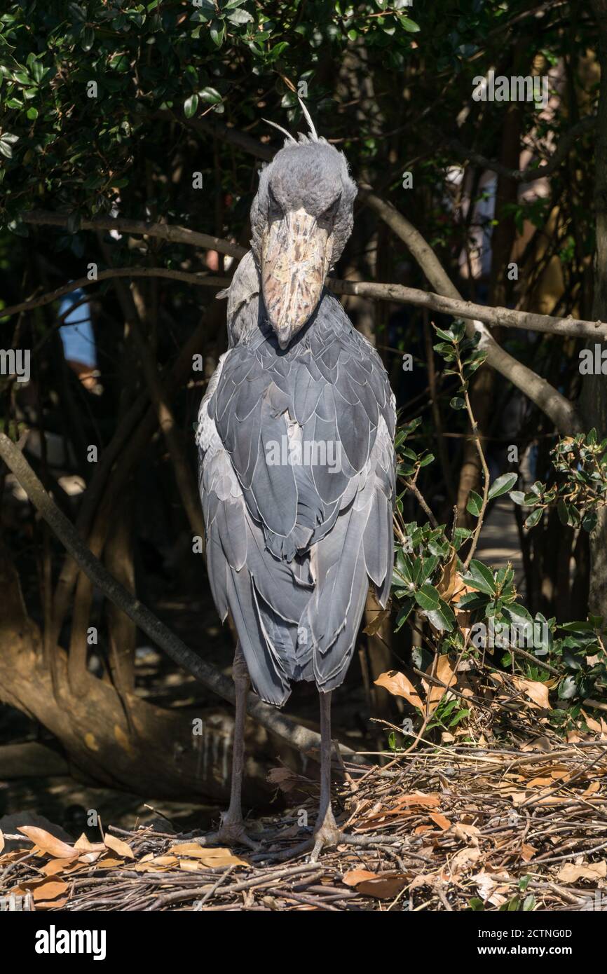 Shoebill stork habitat hi-res stock photography and images - Alamy