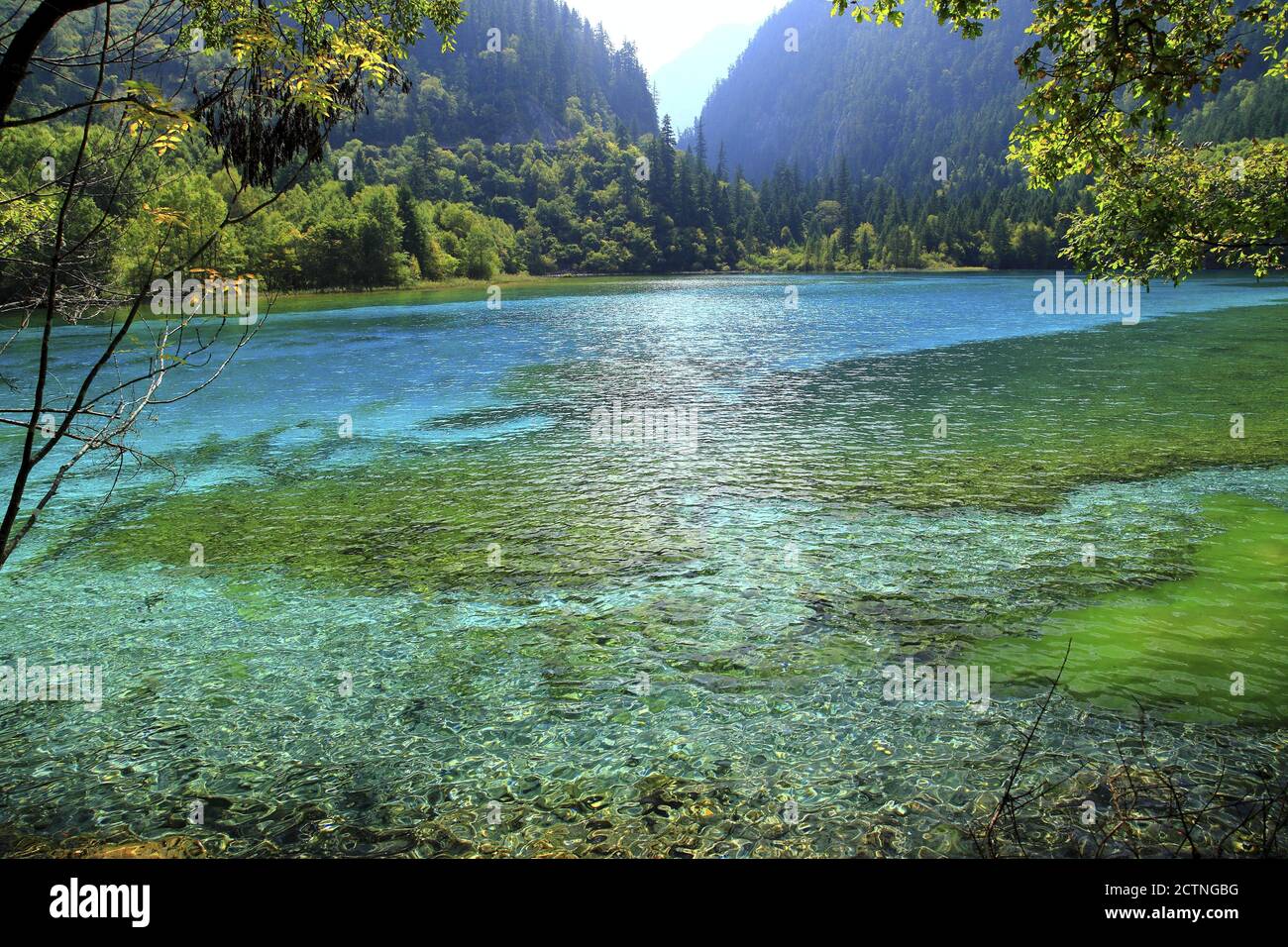 Five flowers hi-res stock photography and images - Alamy