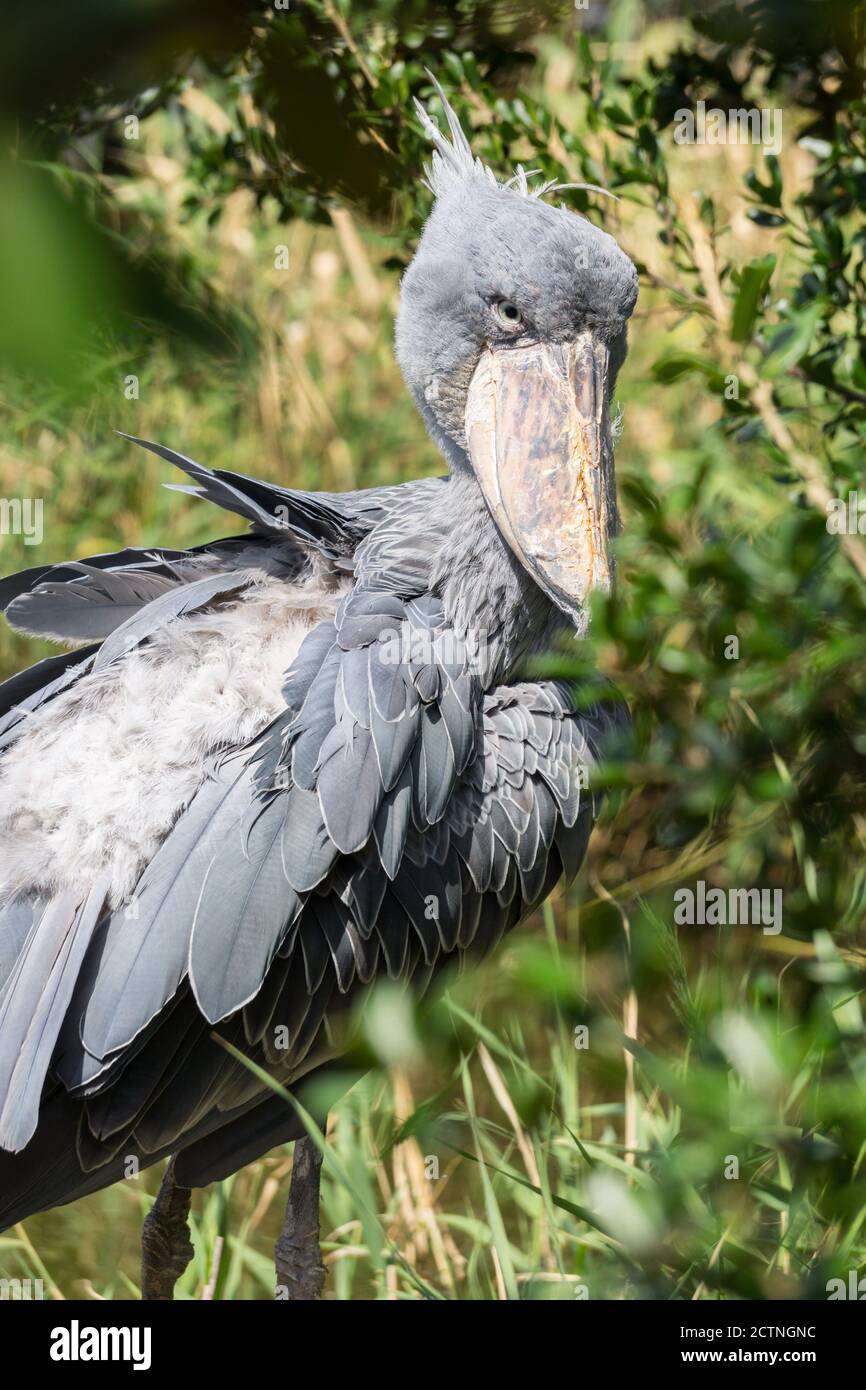 Shoebill or Shoe-billed Stork (Balaeniceps rex), a large grey stork ...
