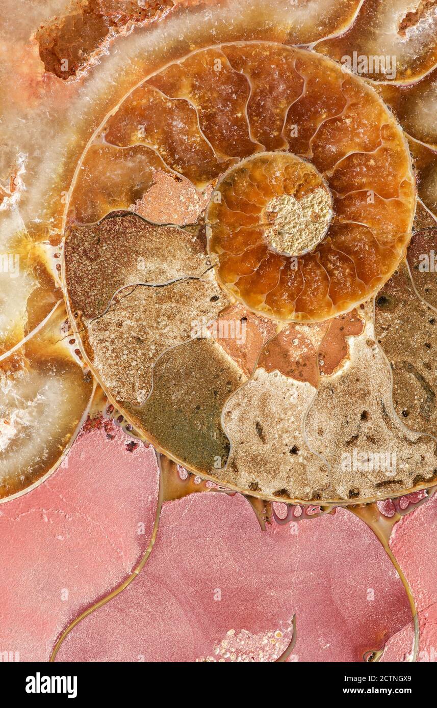 Macro photograph of a split fossilized ammonite shell showing the ...