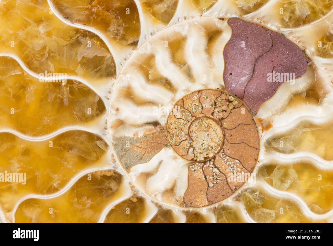 Macro photograph of a split fossilized ammonite shell showing the ...