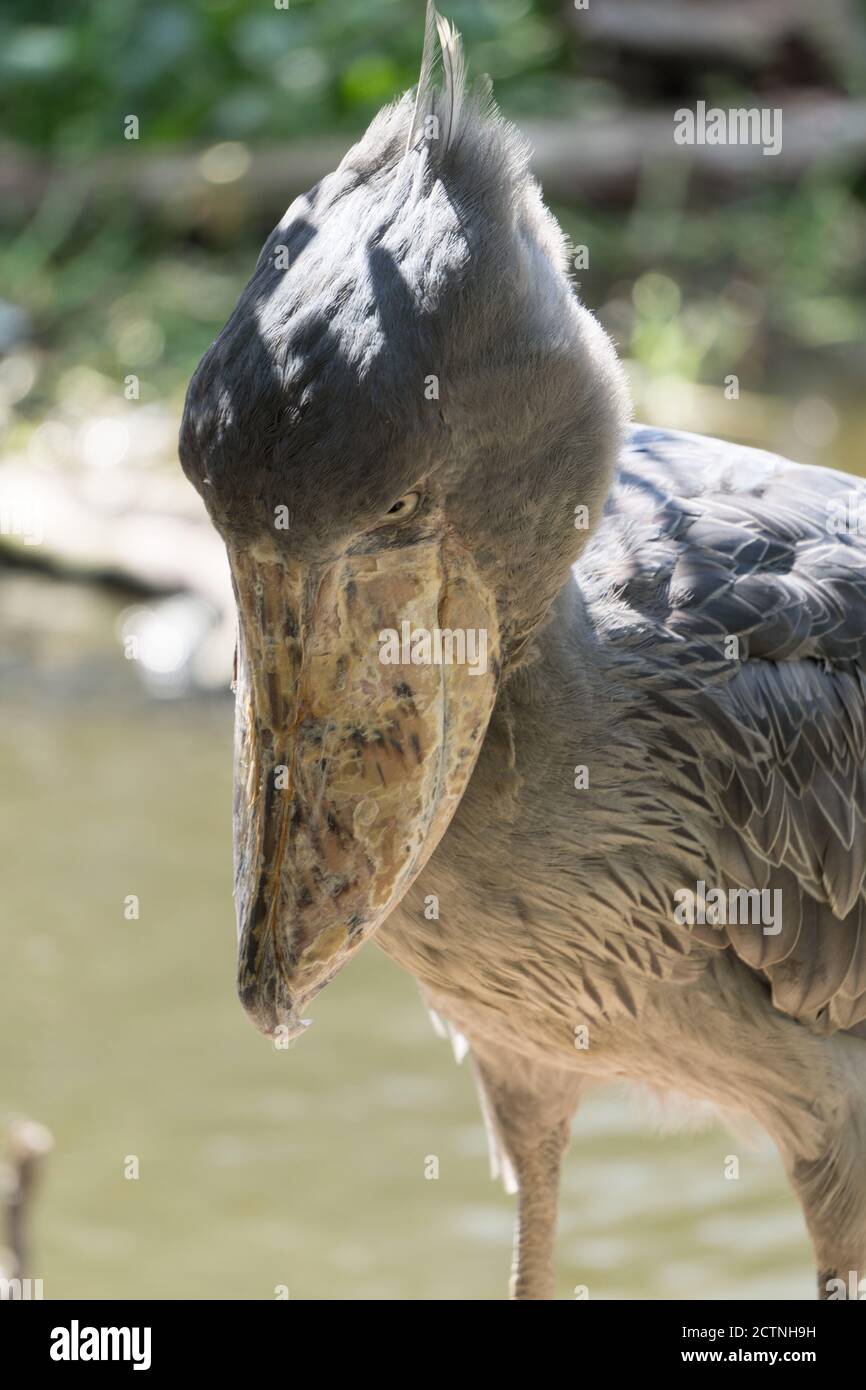 Shoebill or Shoe-billed Stork (Balaeniceps rex), a large grey stork ...