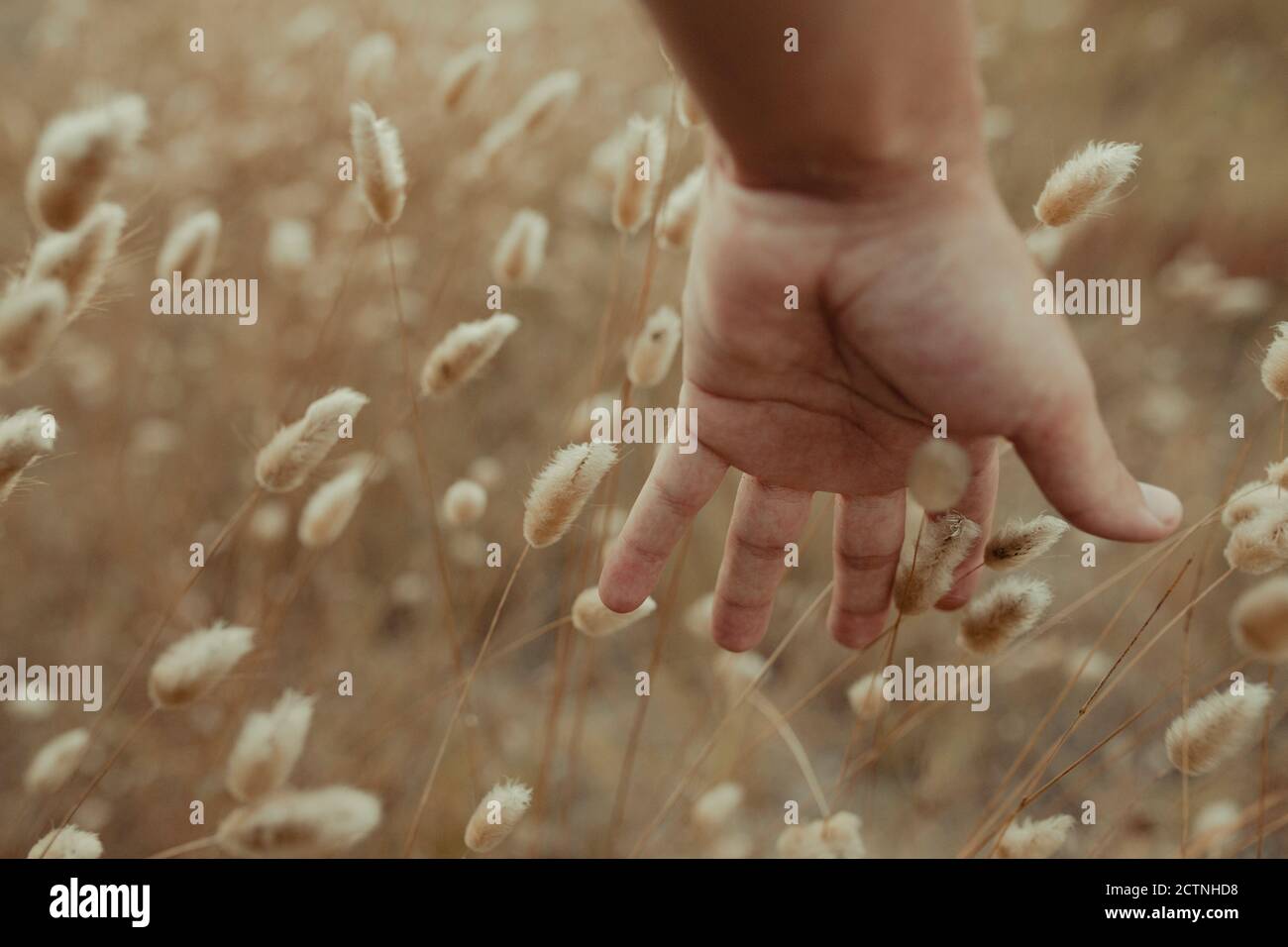 unrecognizable crop tender person gently touching dry stems of plants ...