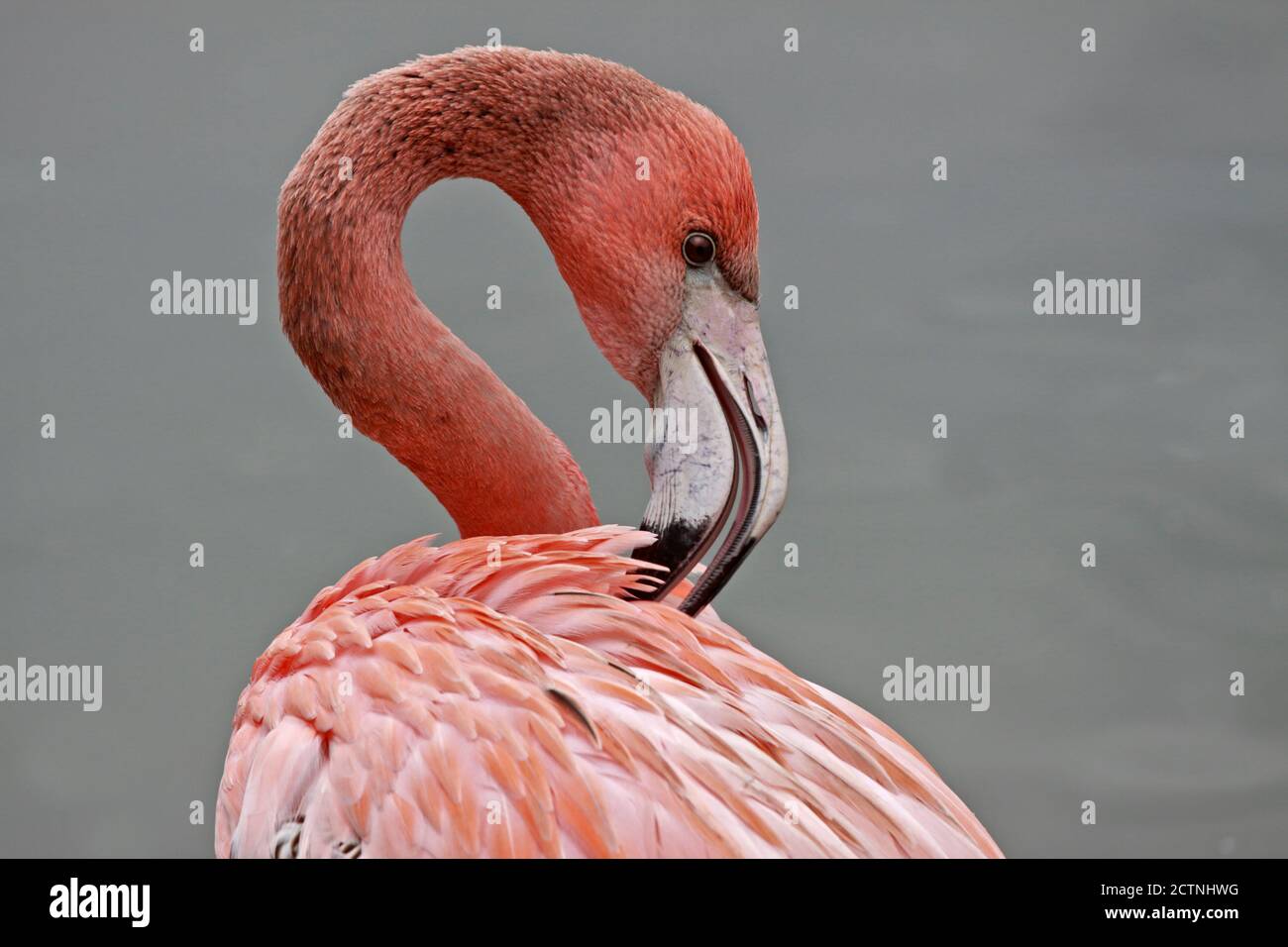Juvenile flamingos hi-res stock photography and images - Alamy