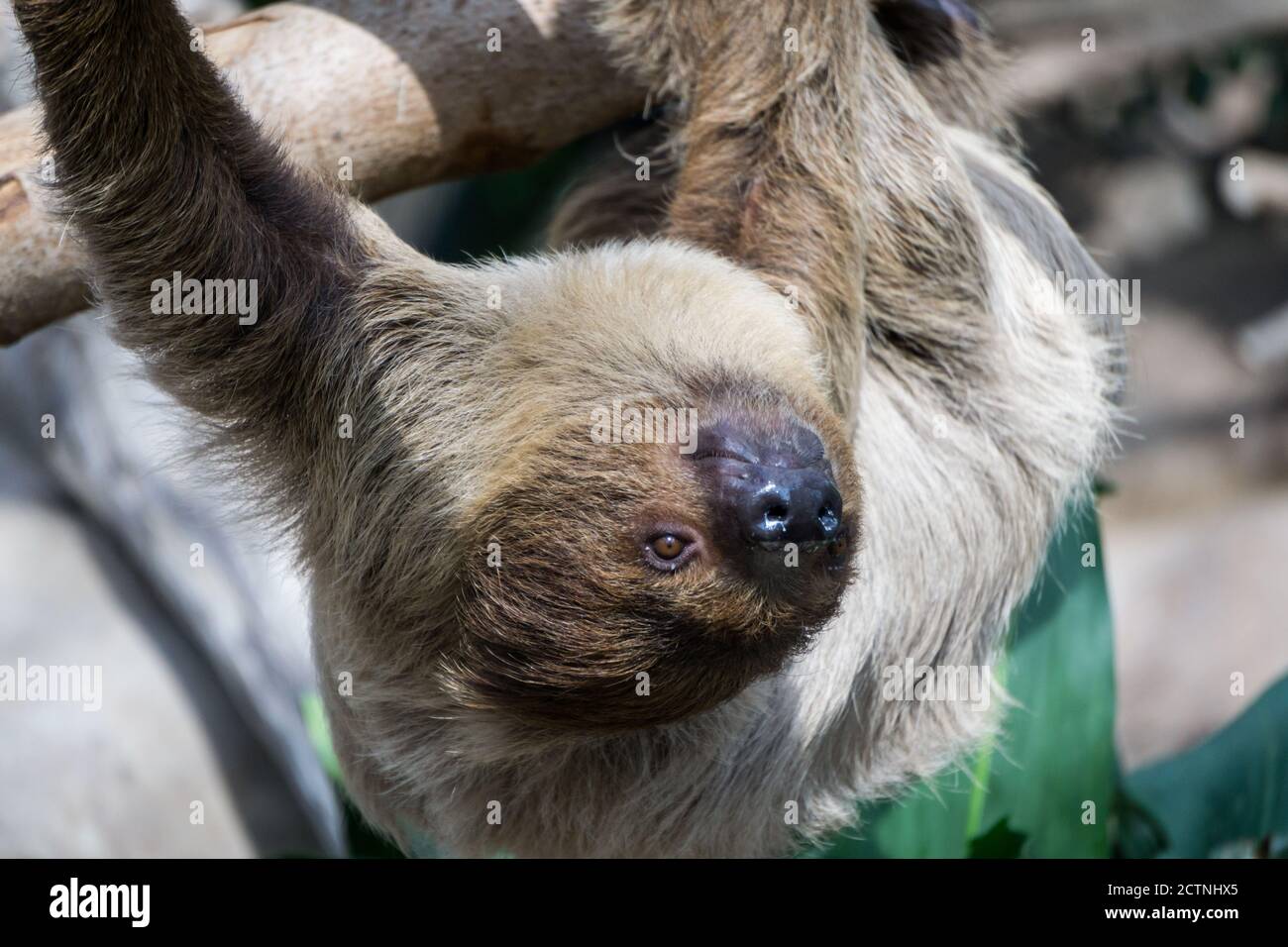 A Two-Toed Sloth or Choloepus hanging from a tree in Kobe Animal ...