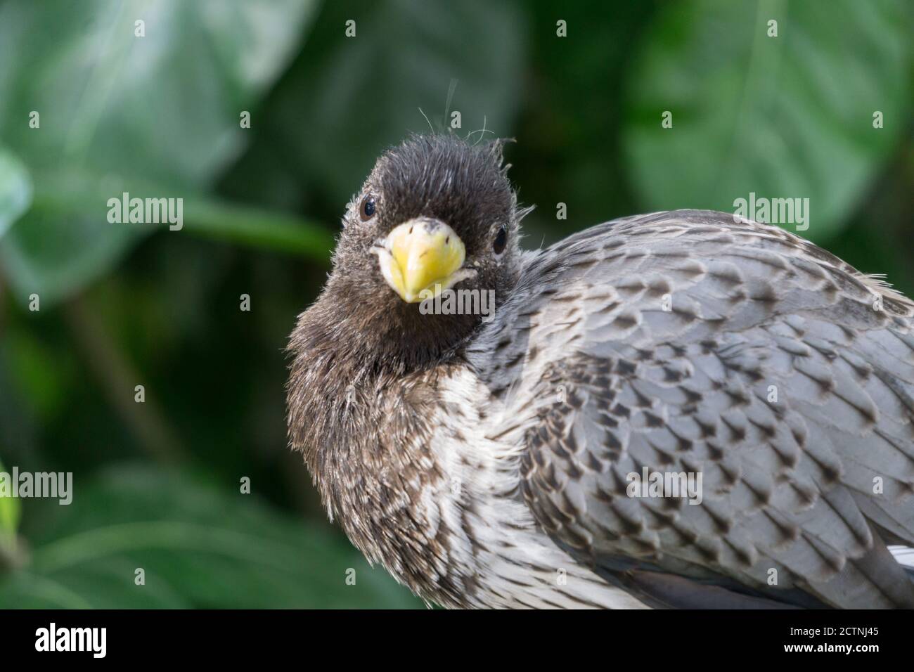 Western grey plantain eater hi-res stock photography and images - Alamy