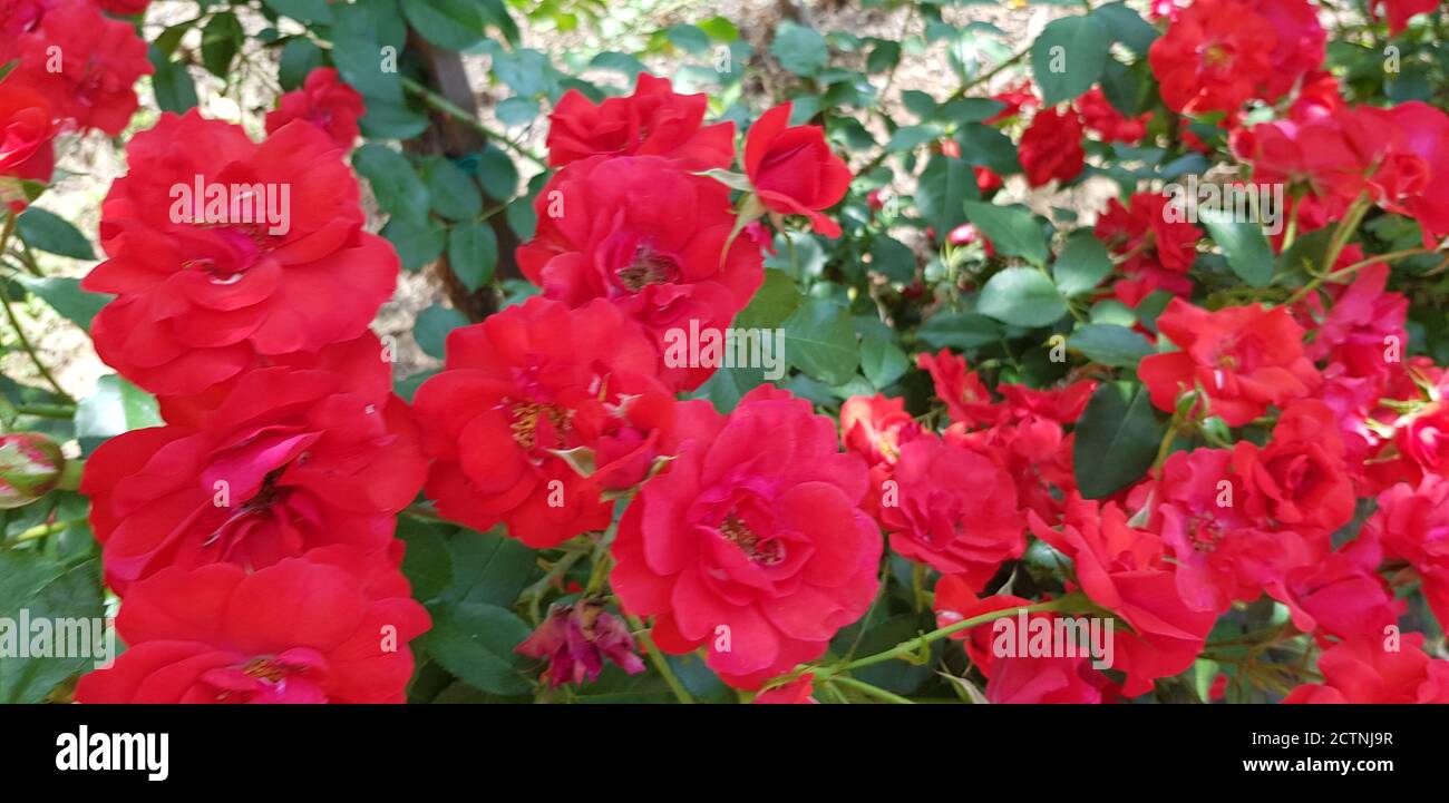 Roses in sun hi-res stock photography and images - Alamy