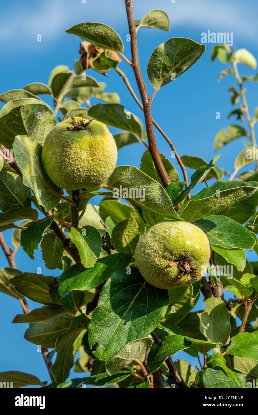 Quince harvest spain hi-res stock photography and images - Alamy