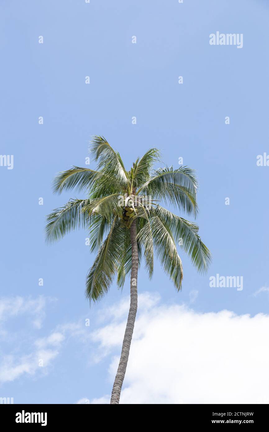 Vertical of coconut palm trees isolated on white background Stock Photo ...