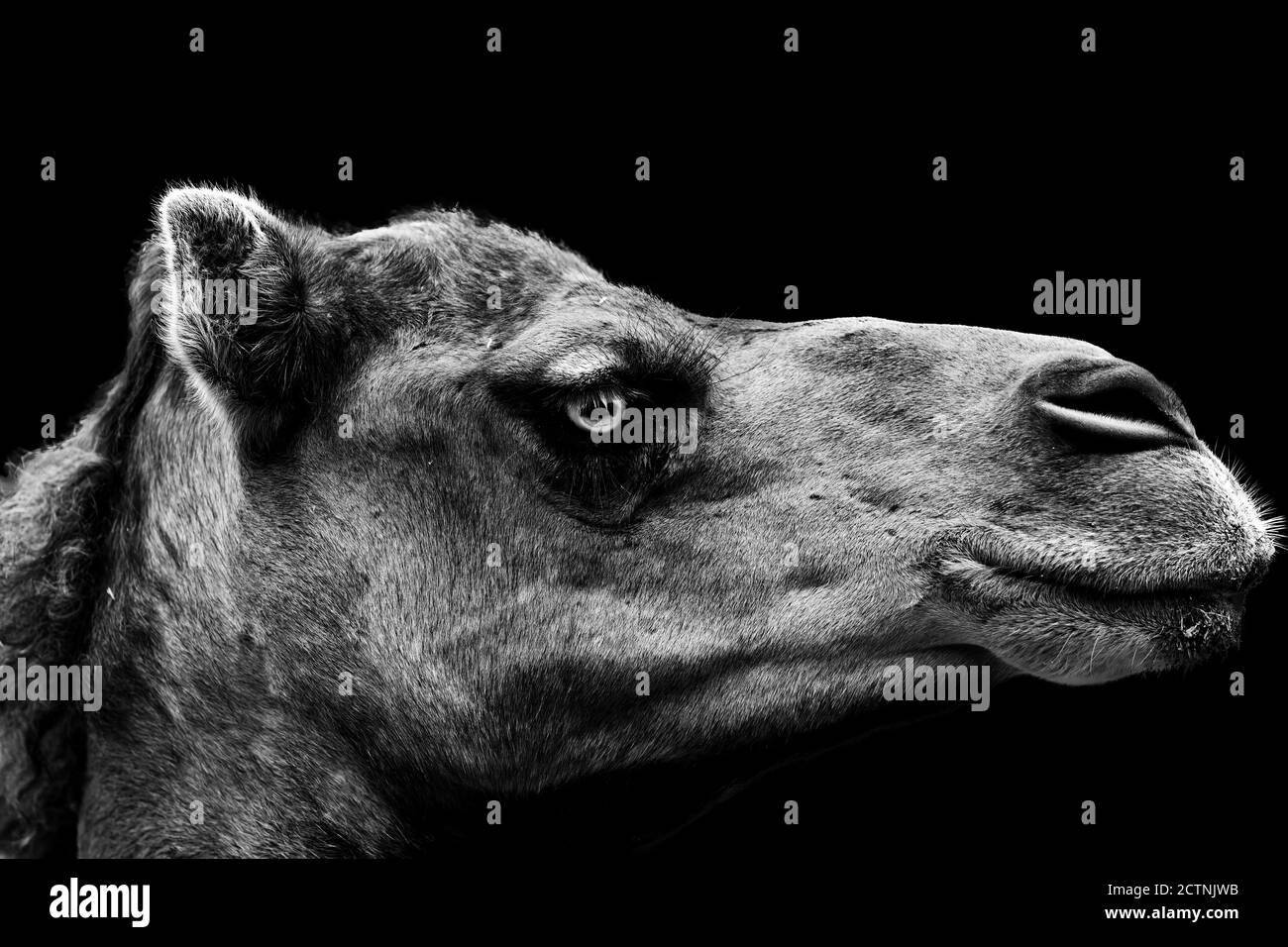 Grayscale shot of a portrait of a camel on black background Stock Photo ...