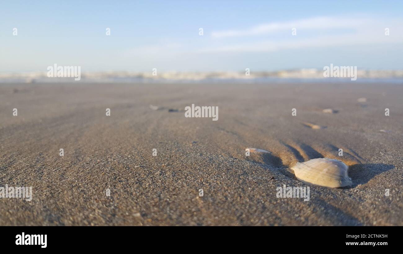 Wallpaper sea shells hi-res stock photography and images - Alamy