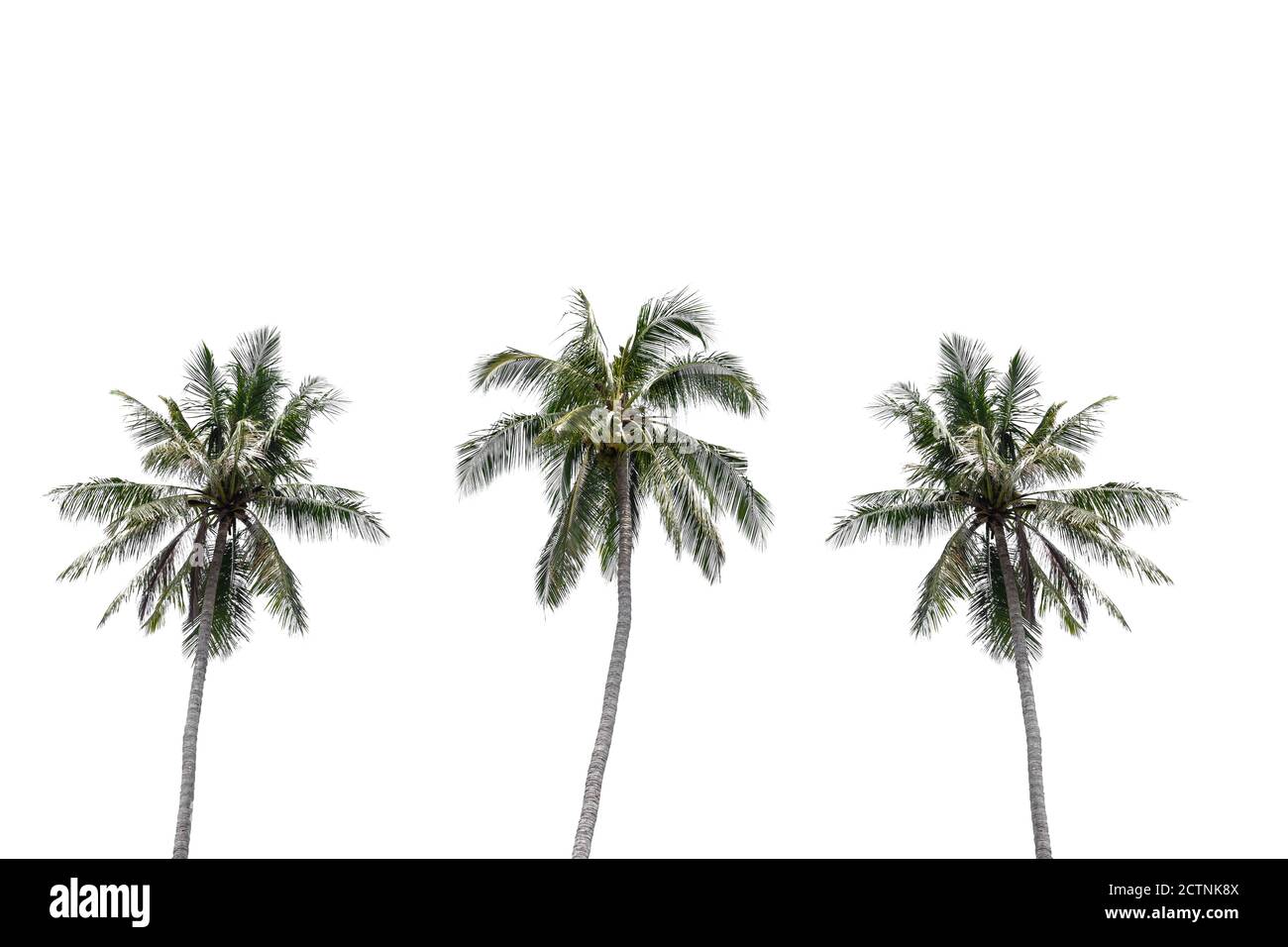 Three coconut palm trees isolated on white background Stock Photo - Alamy
