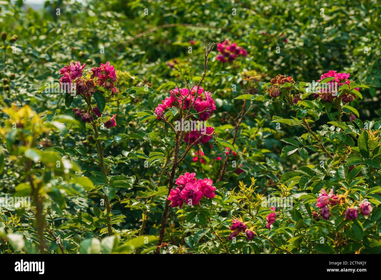 Dark pink flowers hi-res stock photography and images - Alamy