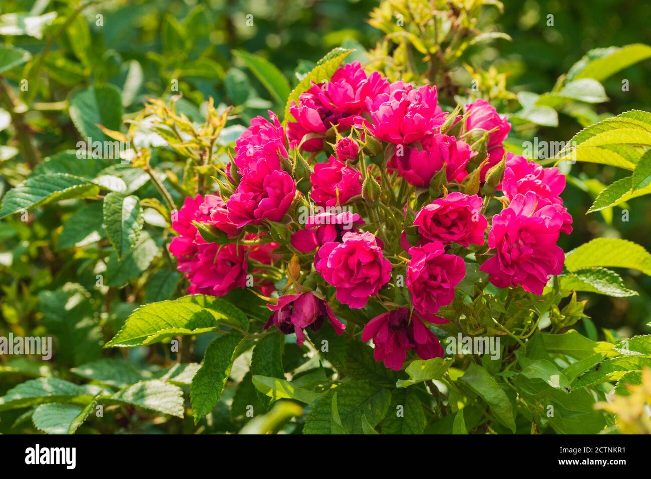 Dark pink flowers on a green bush Stock Photo - Alamy