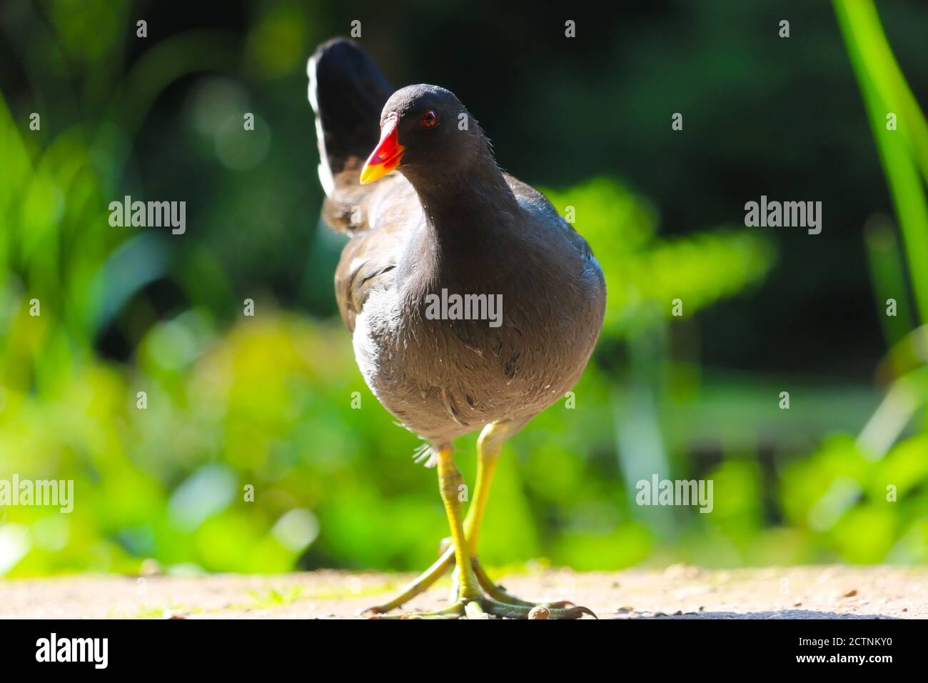 moorhen, common moorhen, gallinula, chloropus, waterhen, swamp chicken ...