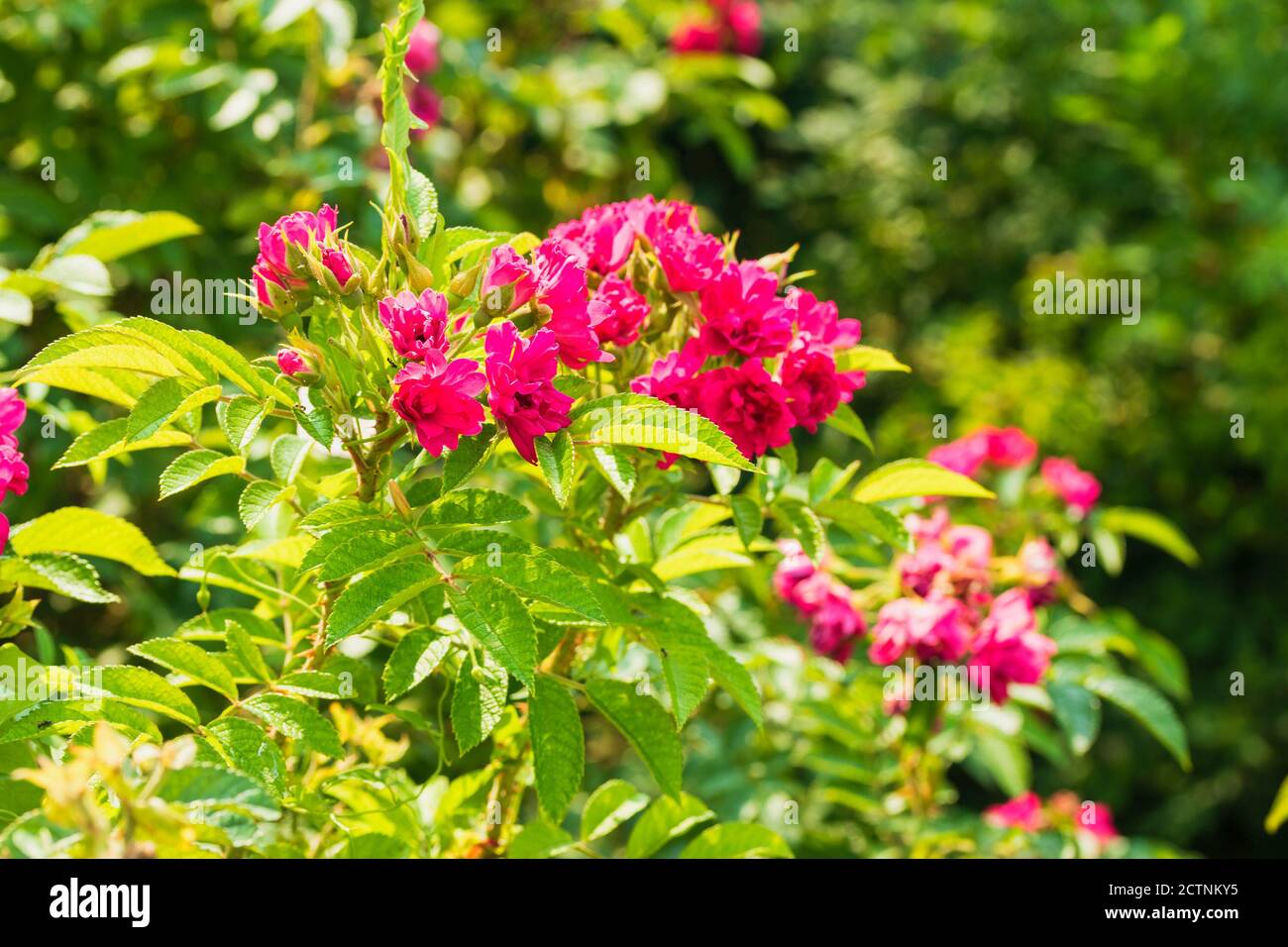 Bright flowers of fuchsia color on a green bush Stock Photo - Alamy