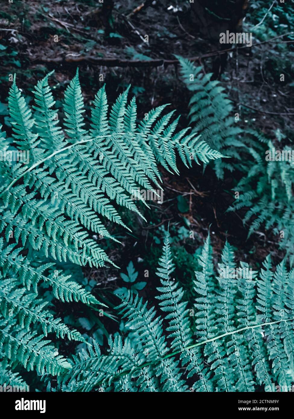 Closeup shot of a green fern leaf Stock Photo - Alamy