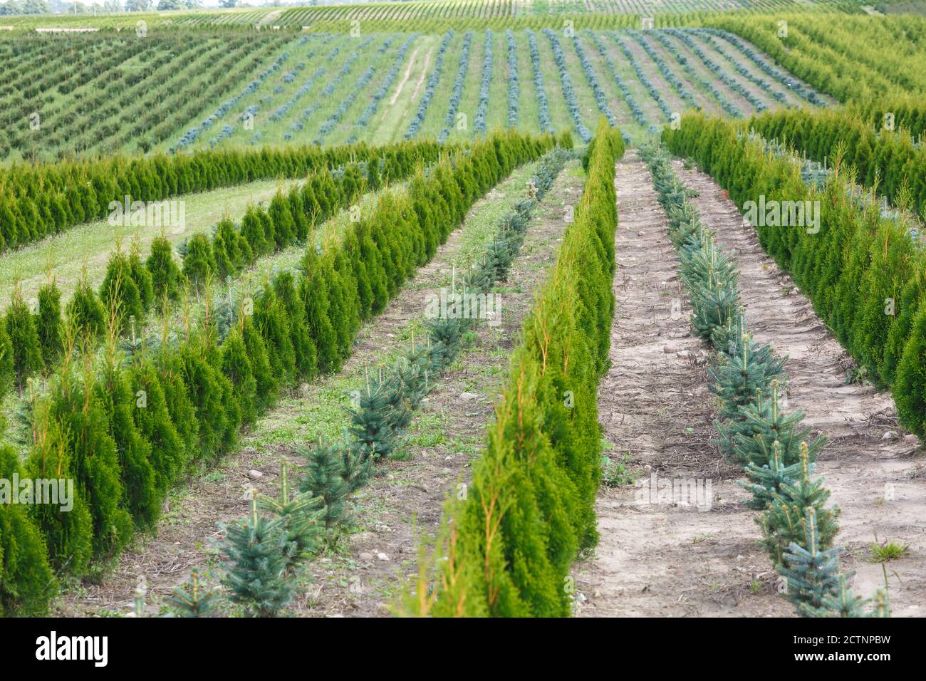 plantation of young conifers in greenhouse with a lot of plants Stock ...