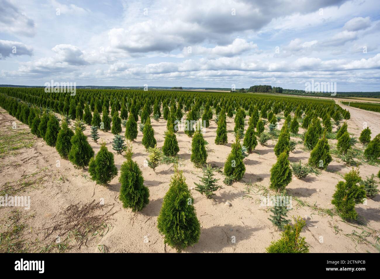 plantation of young conifers in greenhouse with a lot of plants Stock ...