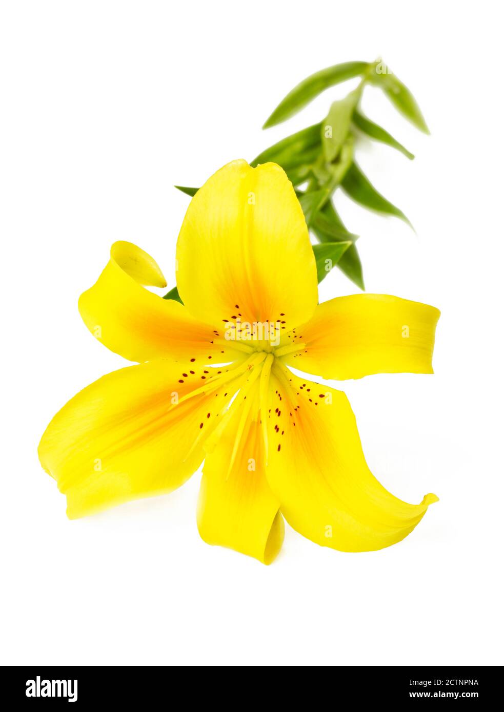 Yellow lily isolated Stock Photo - Alamy