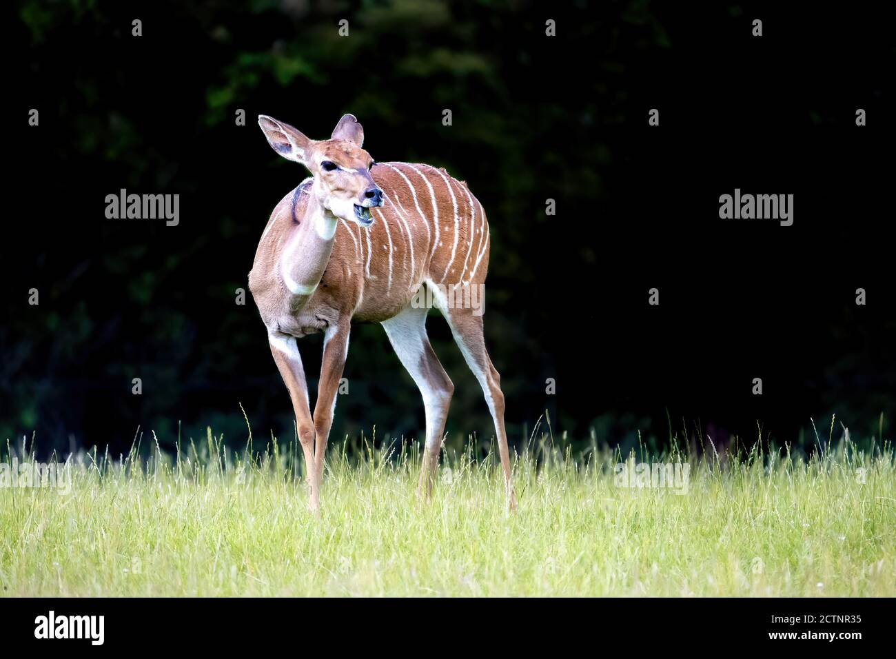 Lesser kudu female, Tragelaphus imberbis, an east African forest ...