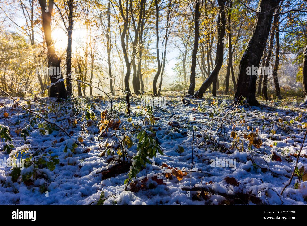 autumn-winter landscape, rays of the rising sun and the first snow in ...