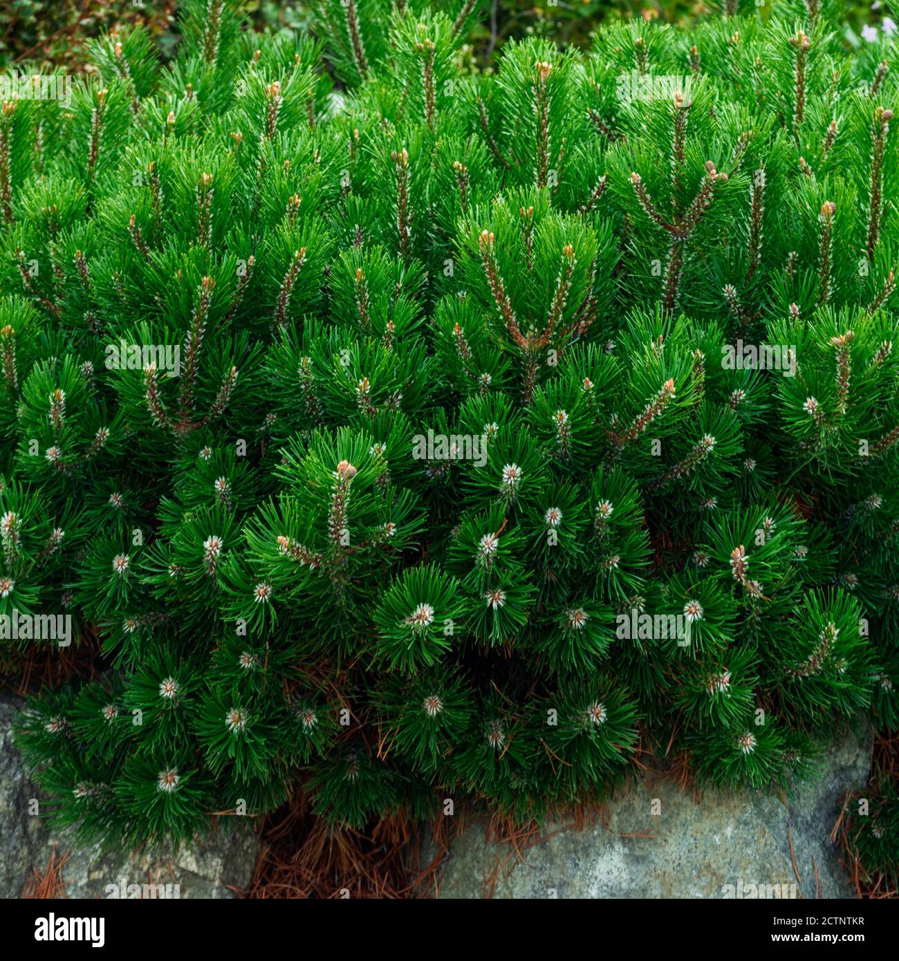 Fluffy bush of a small conifer tree Stock Photo - Alamy