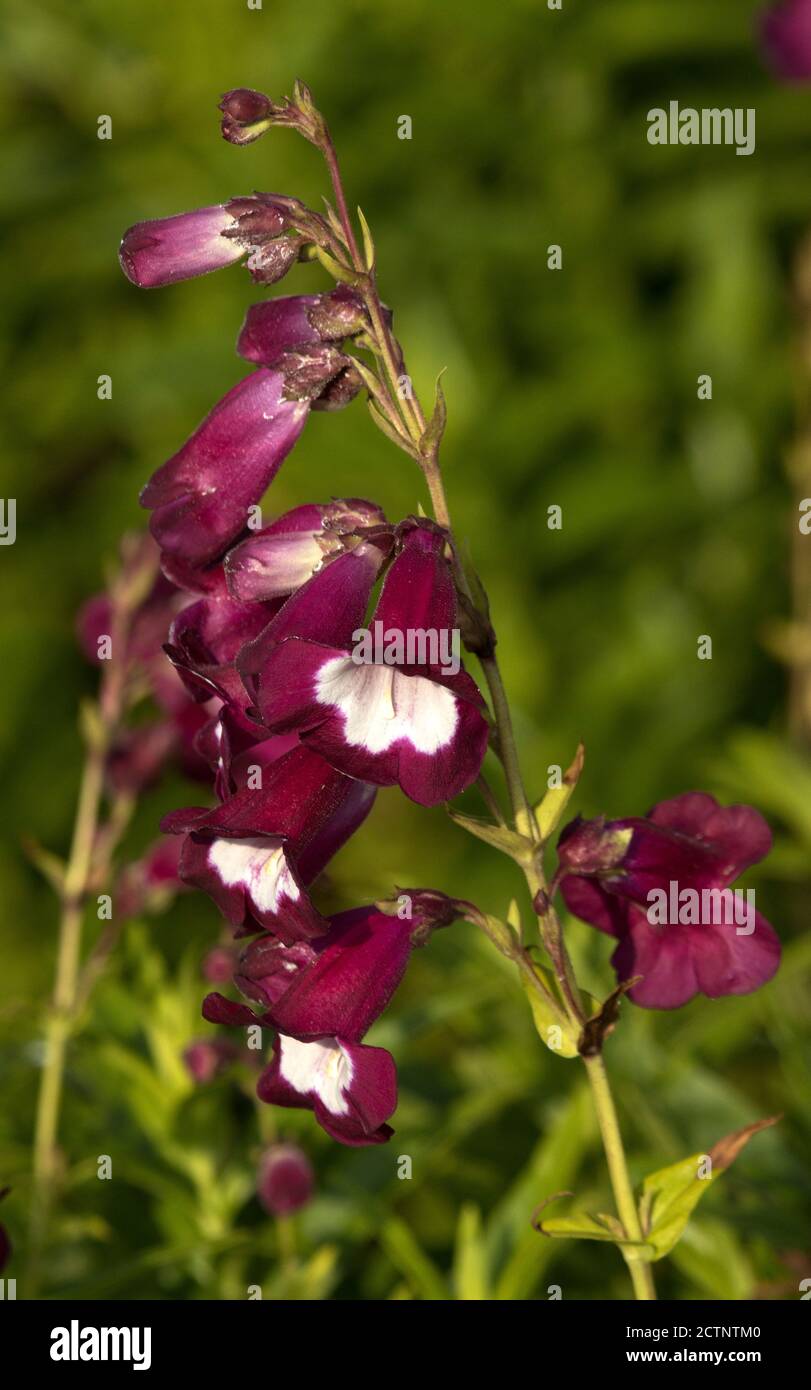 The flowers of the Penstemon or beardtongue family come in many colours ...