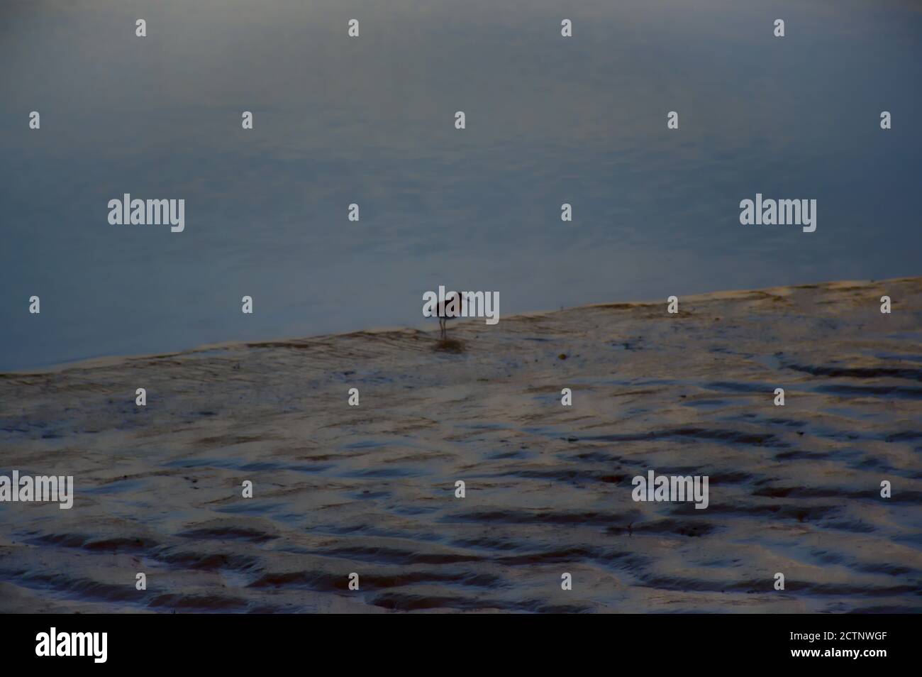 A wader foraging for food at the River Deben estuary in England Stock ...