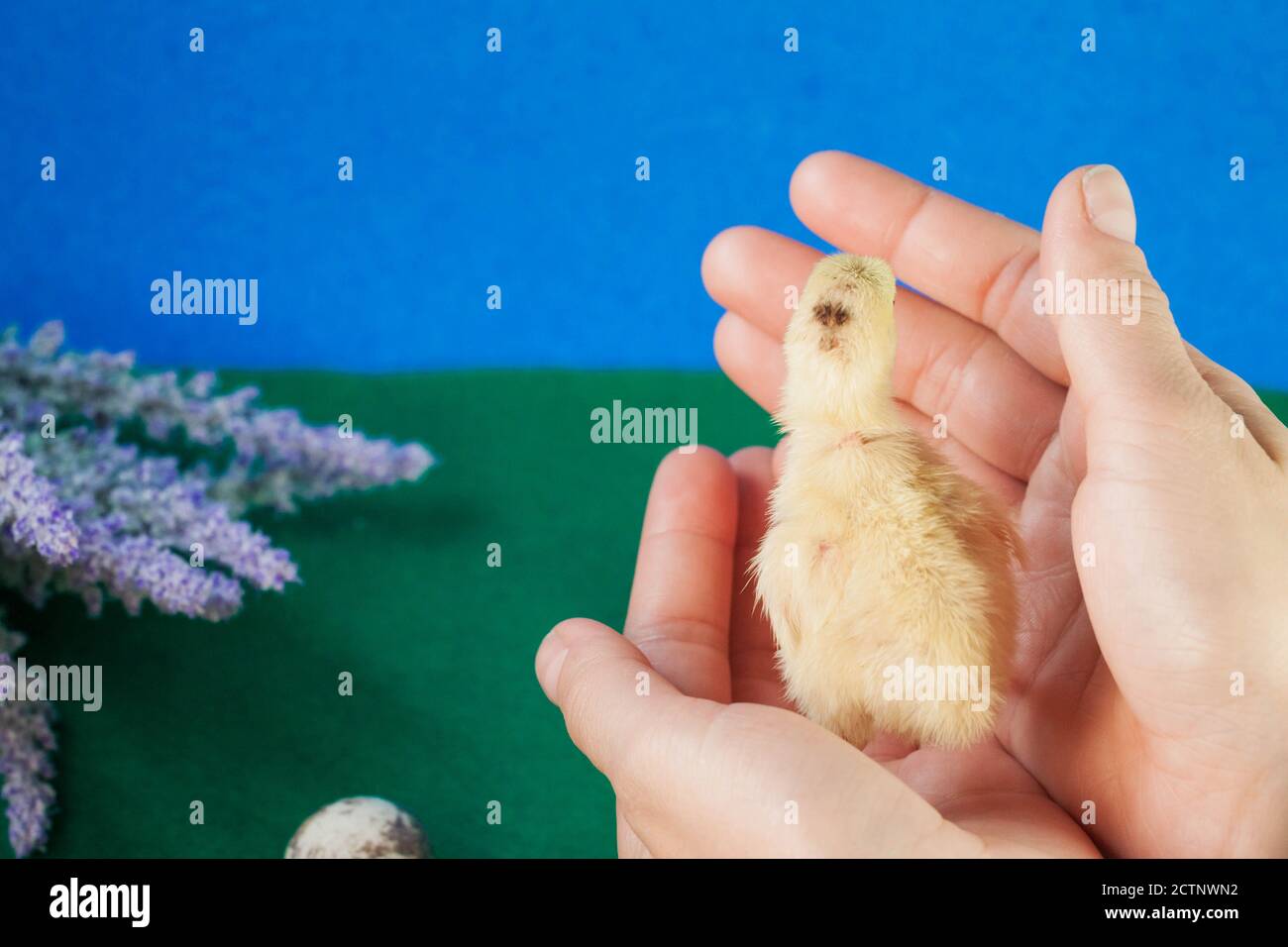 Little quail chick quail diseases. Newborn yellow chicken. Chick ...