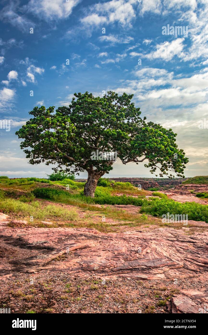 isolated tree with amazing blue sky background from different angles ...