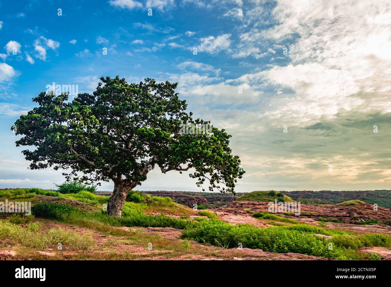 isolated tree with amazing blue sky background from different angles ...