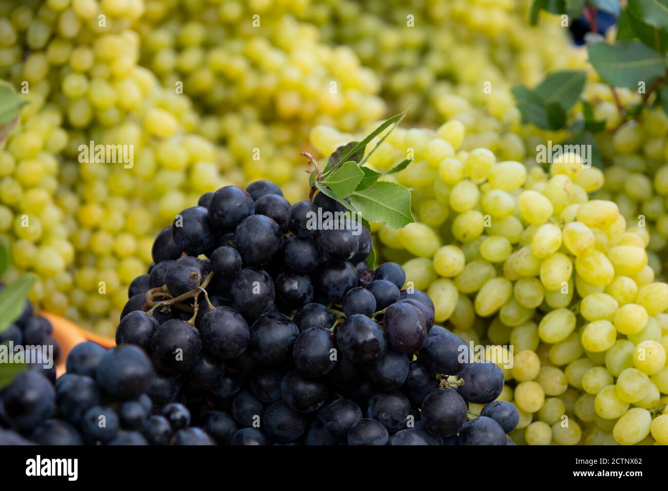 Red Grapes Wallpaper Hd