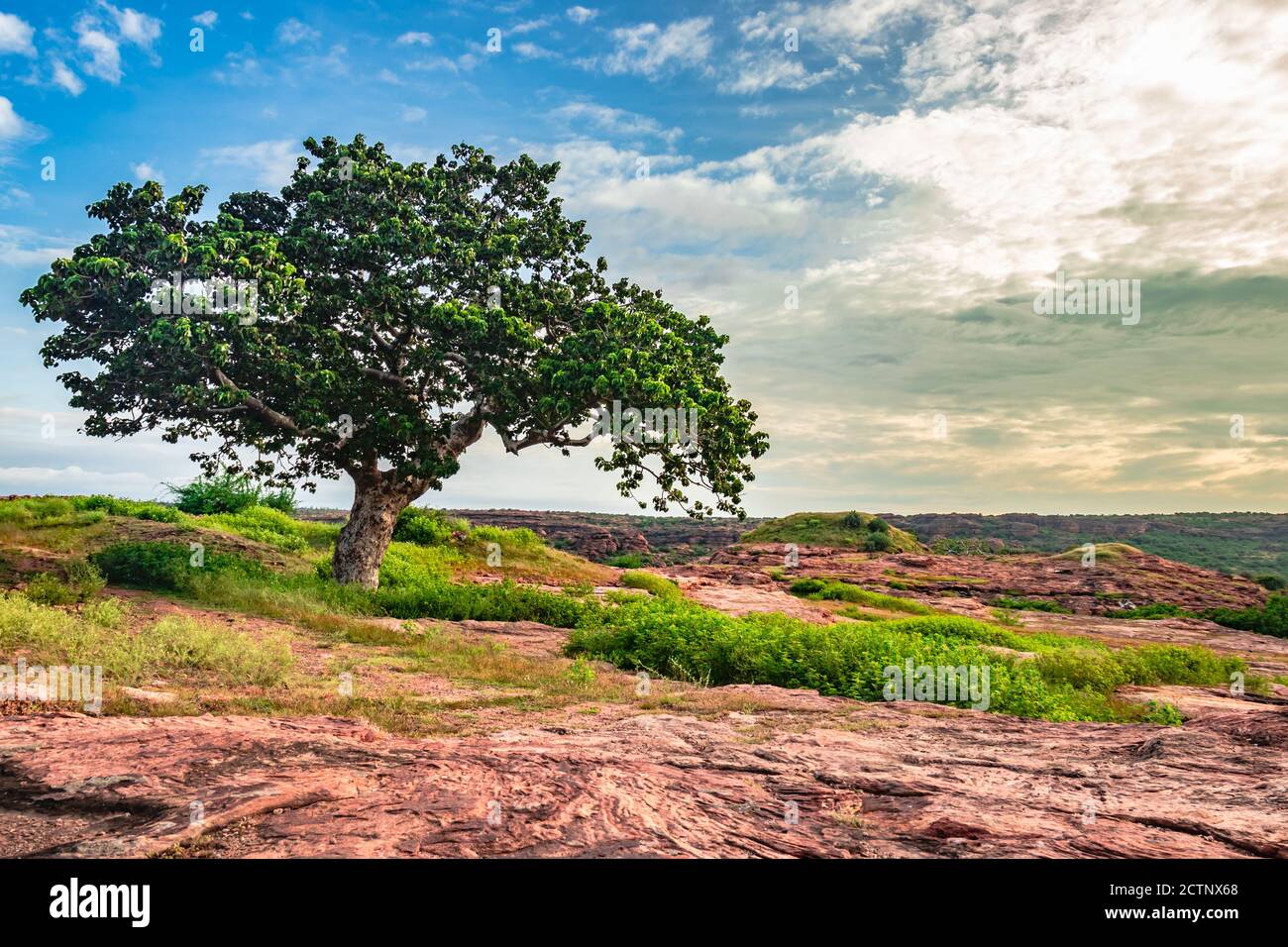 isolated tree with amazing blue sky background from different angles ...