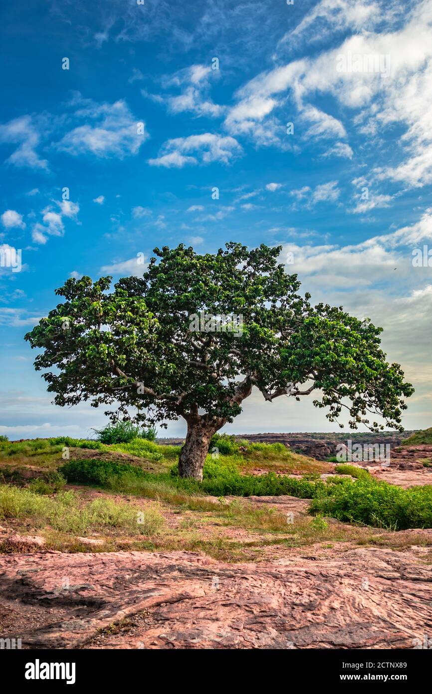 isolated tree with amazing blue sky background from different angles ...